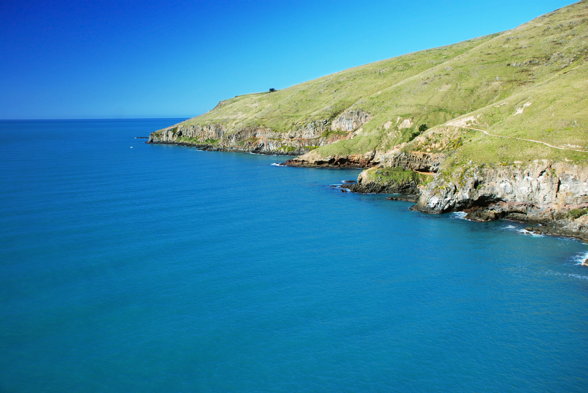 Half-Day Godley Head Walking Tour - Adventure by Nature | Adventure by ...